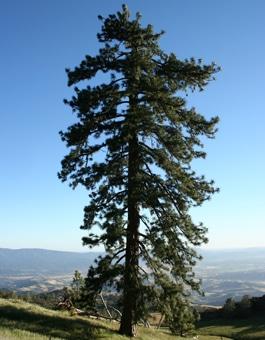 Ponderosa Pine | Oregon Forest Resources Institute
